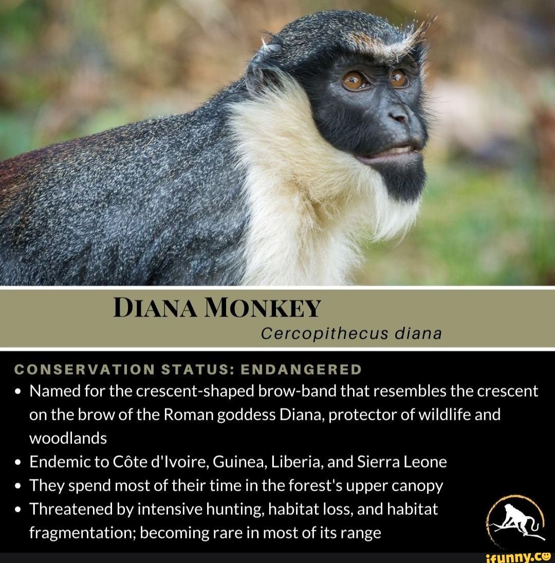 DIANA MONKEY Cercopithecus diana CONSERVATION STATUS: ENDANGERED Named ...