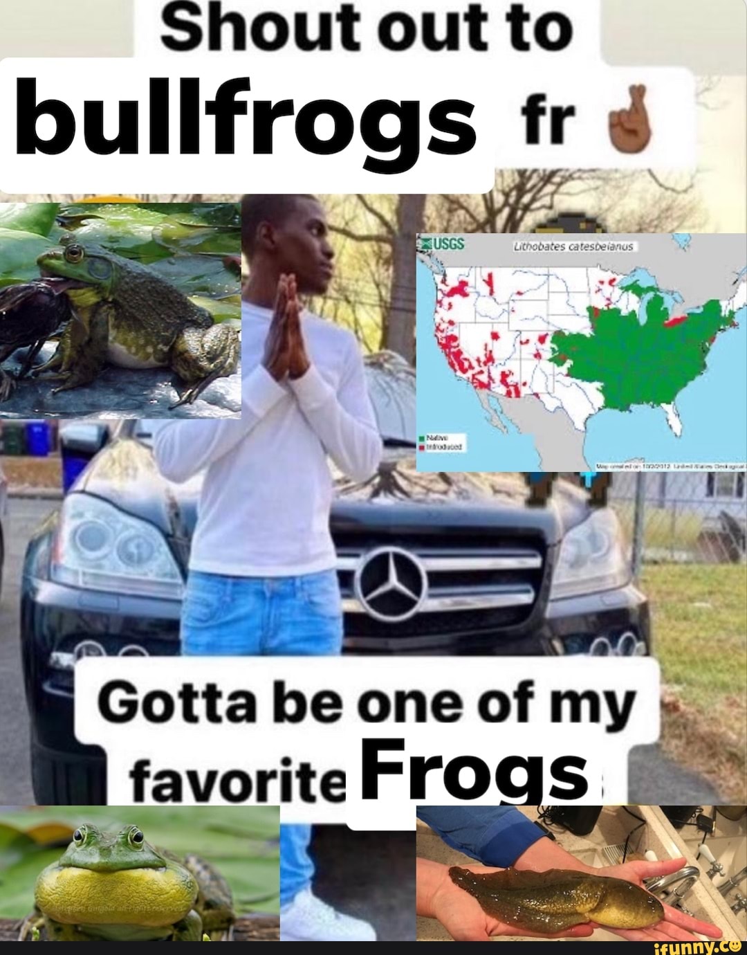 Bullfrogs memes. Best Collection of funny Bullfrogs pictures on iFunny
