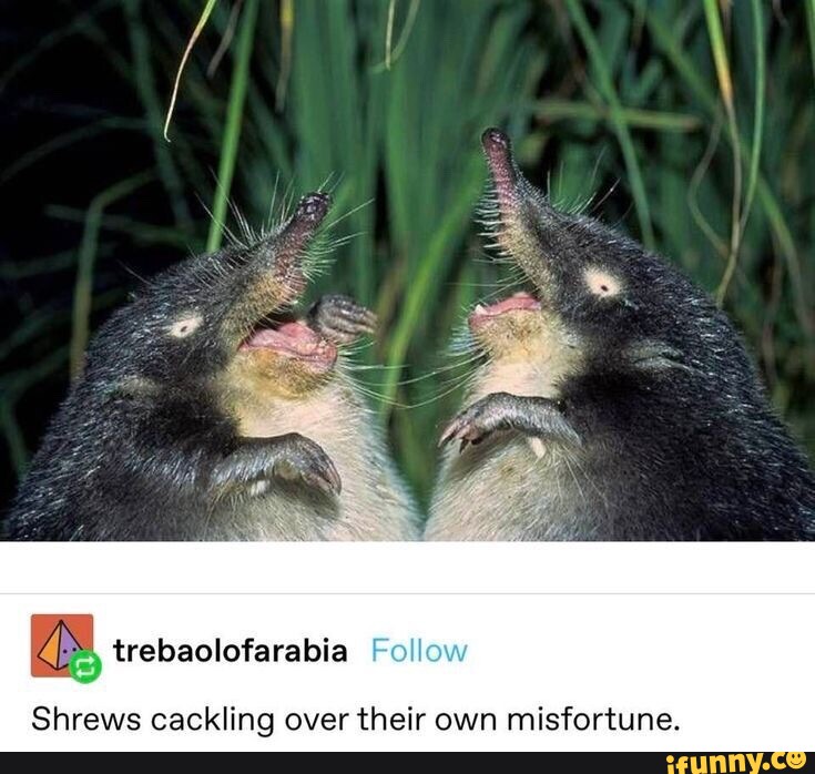 Shrews memes. Best Collection of funny Shrews pictures on iFunny