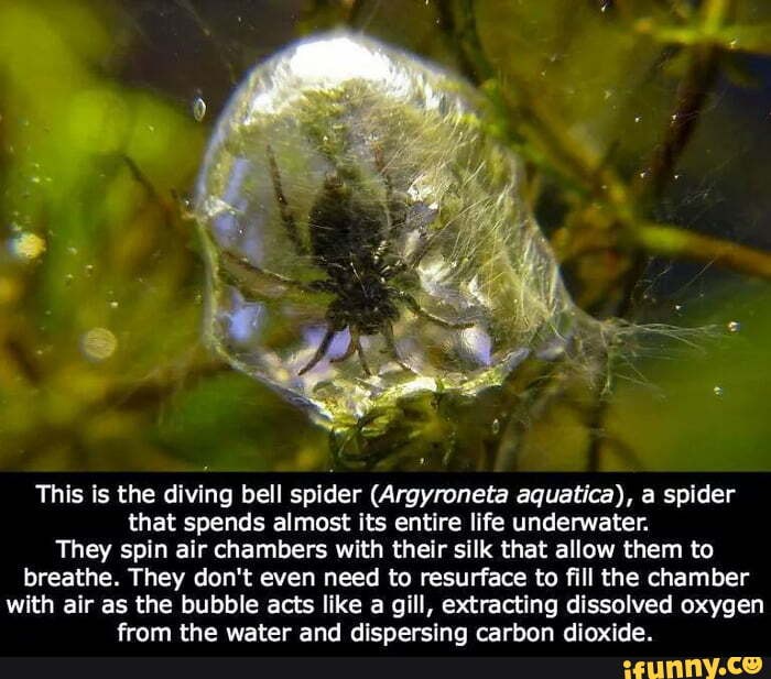 This is the diving bell spider (Argyroneta aquatica), a spider that ...