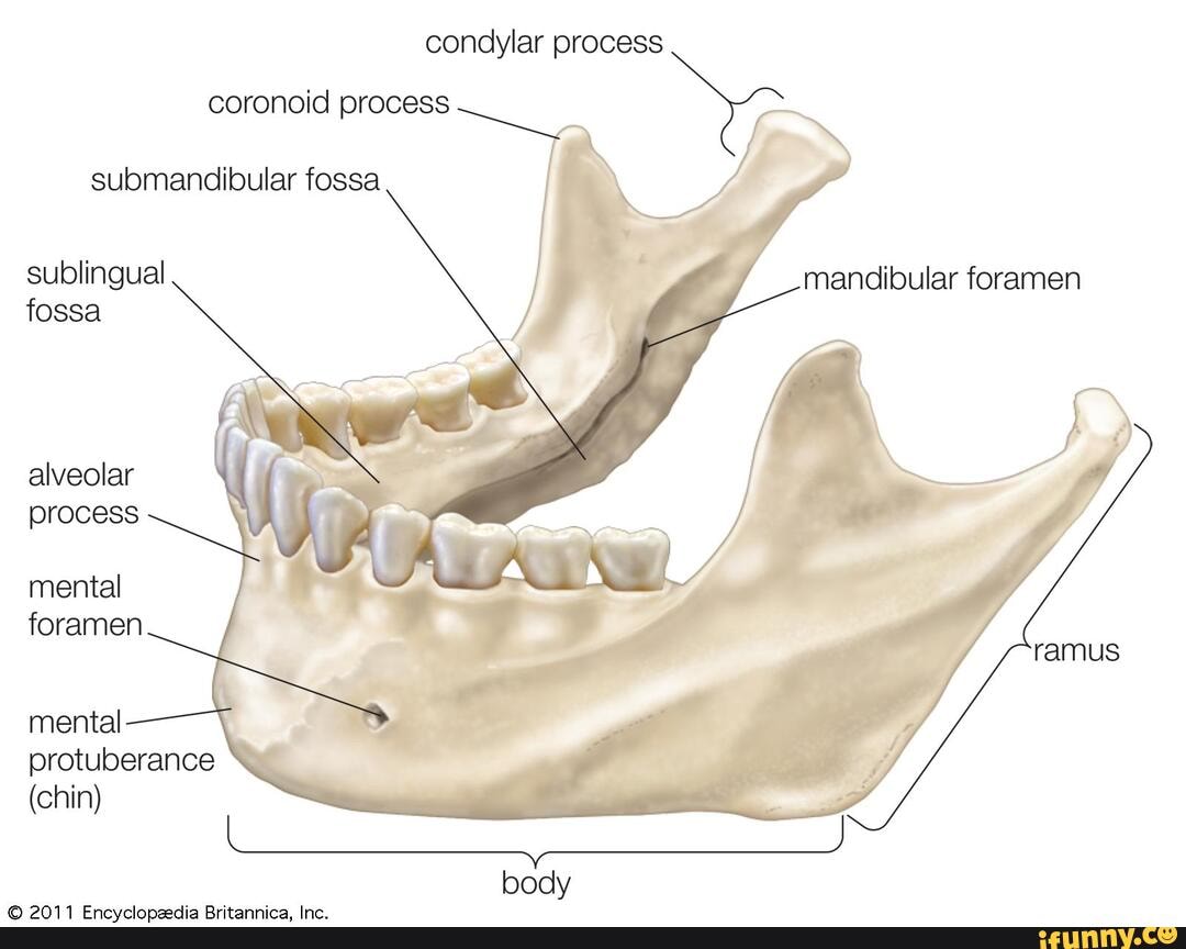 Condylar process submandibular fossa sublingual / mandibular foramen ...