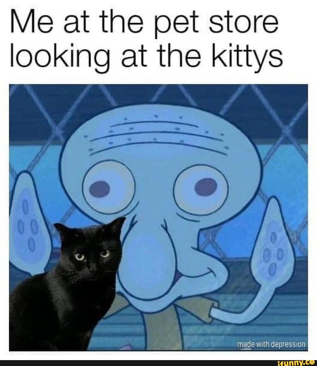 Kittys memes. Best Collection of funny Kittys pictures on iFunny