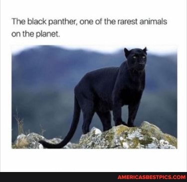 The black panther, one of the rarest animals on the planet. - America’s ...