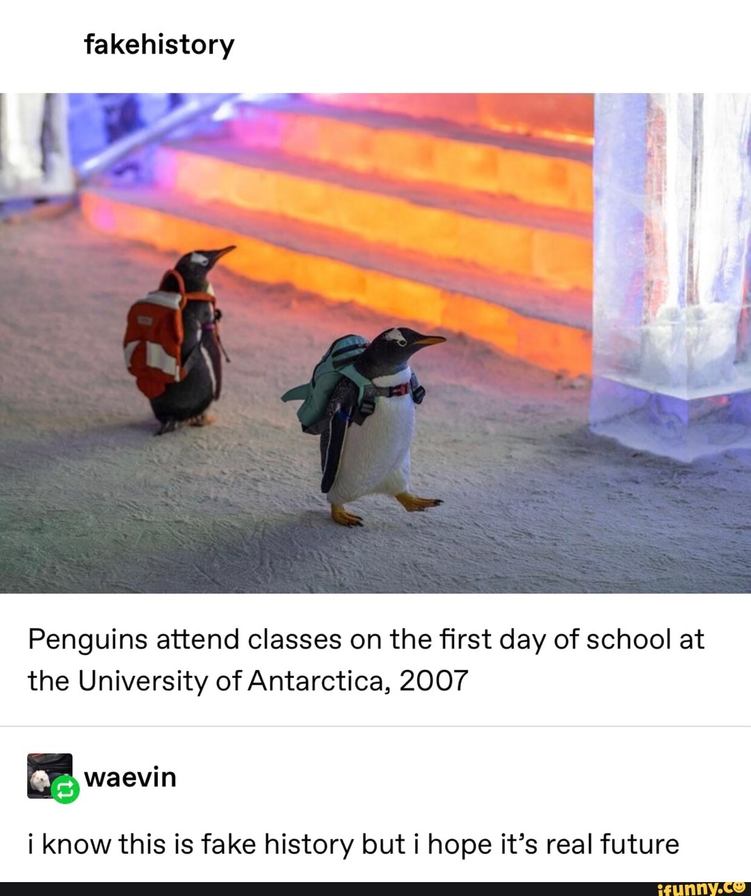 Fakehistory Penguins attend classes on the ﬁrst day of school at the ...