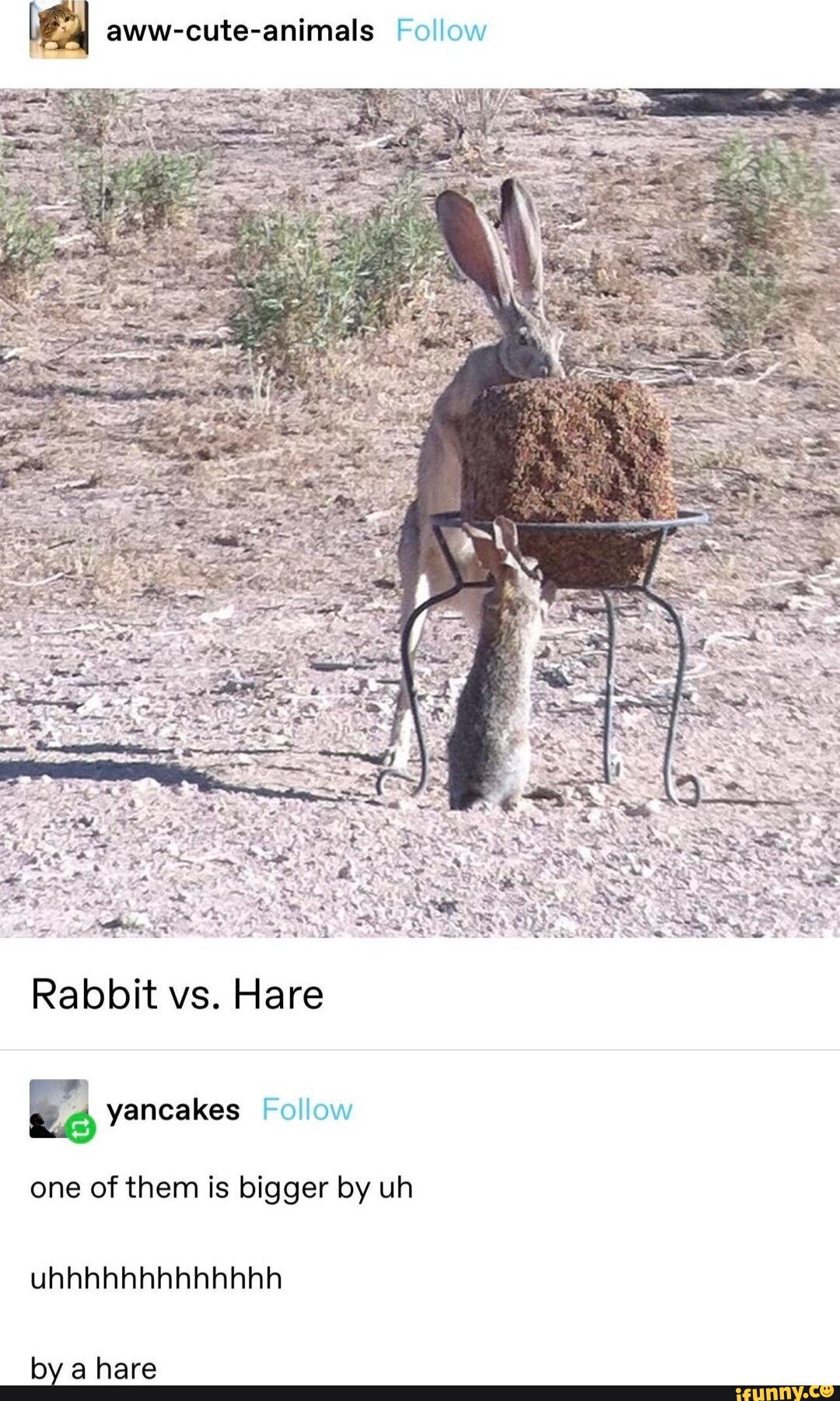 Aww-cute-animals Follow Hare yancakes Follow it vs. Rabb one of them is ...