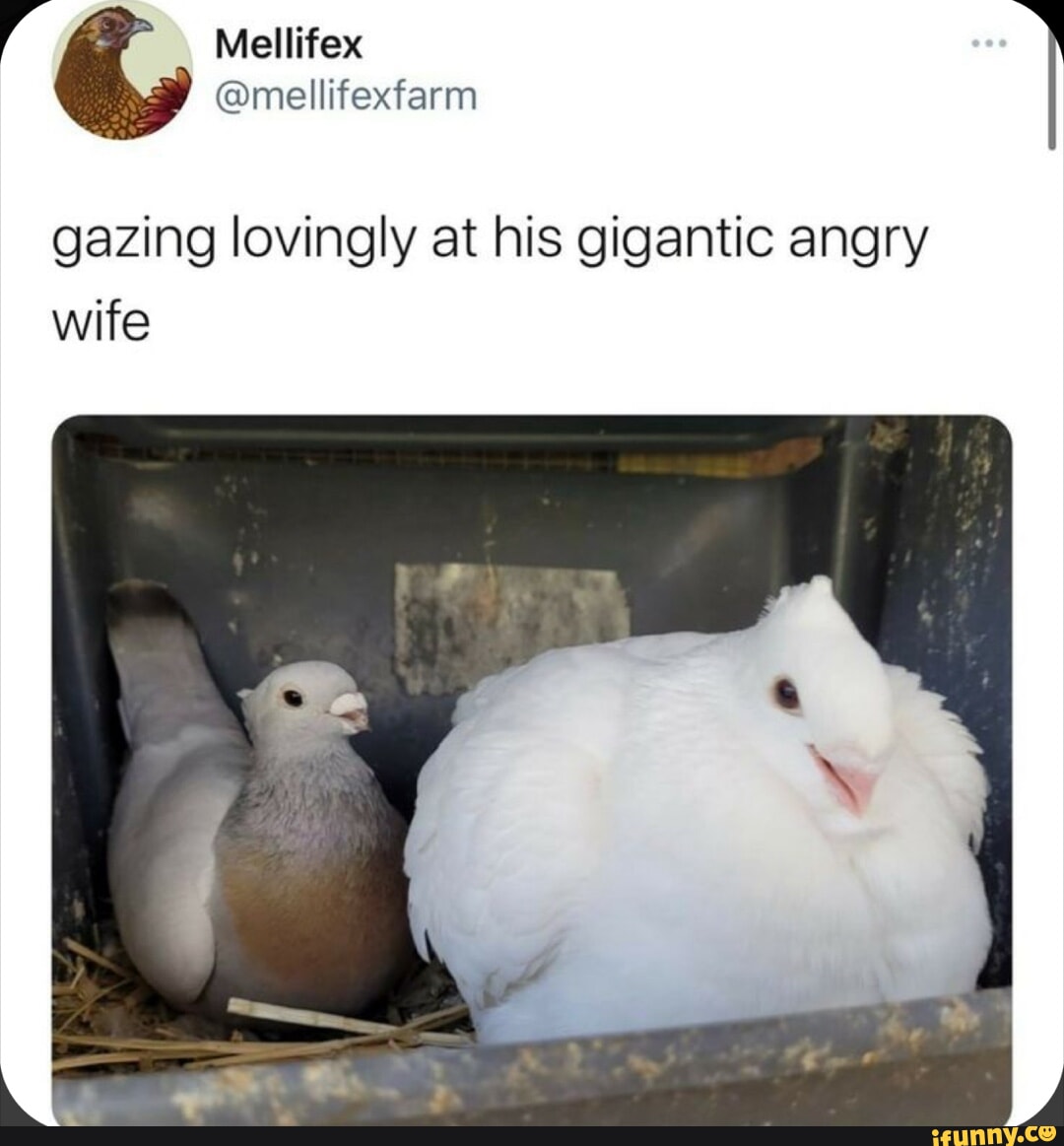 Gigantic memes. Best Collection of funny Gigantic pictures on iFunny