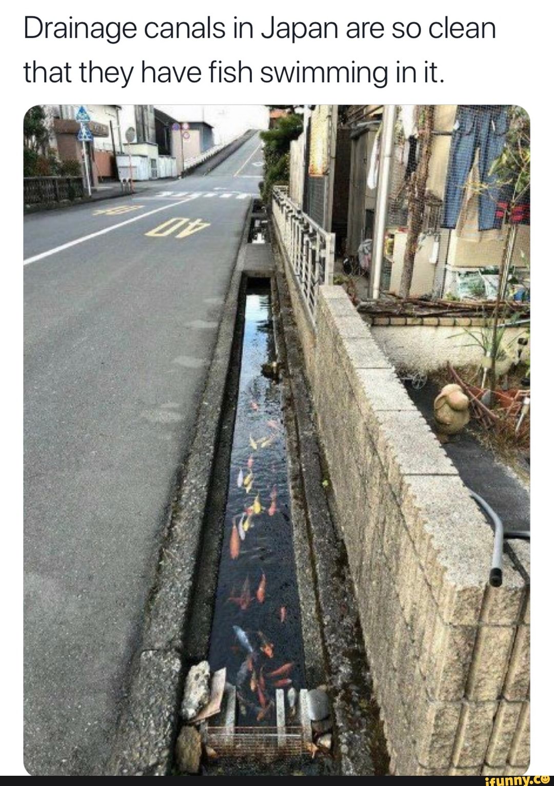 Drainage canals in Japan are so Clean that they have fish swimming in ...