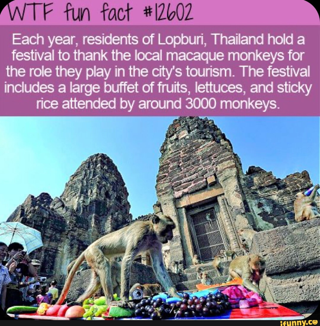 Lopburi memes. Best Collection of funny Lopburi pictures on iFunny
