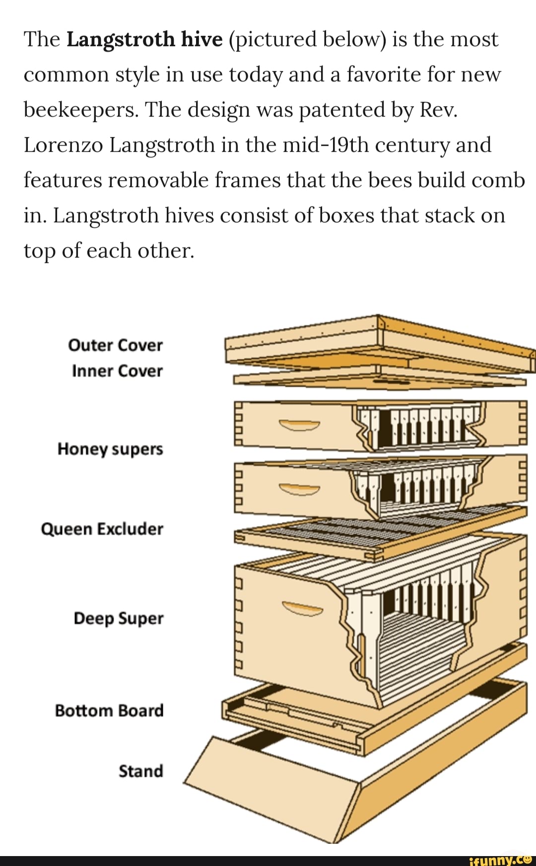 The Langstroth hive (pictured below) is the most common style in use ...