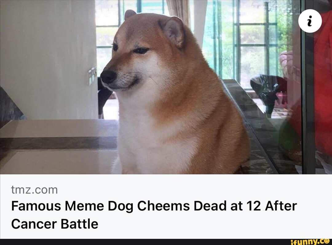 Famous Meme Dog Cheems Dead at 12 After Cancer Battle - iFunny