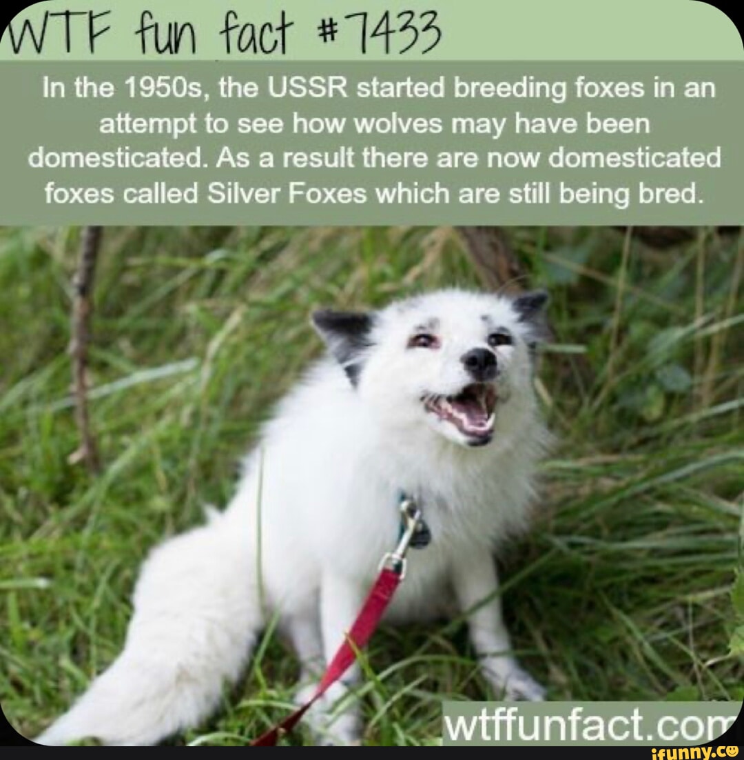 Fun In the 1950s, the USSR started breeding foxes in an attempt to see ...
