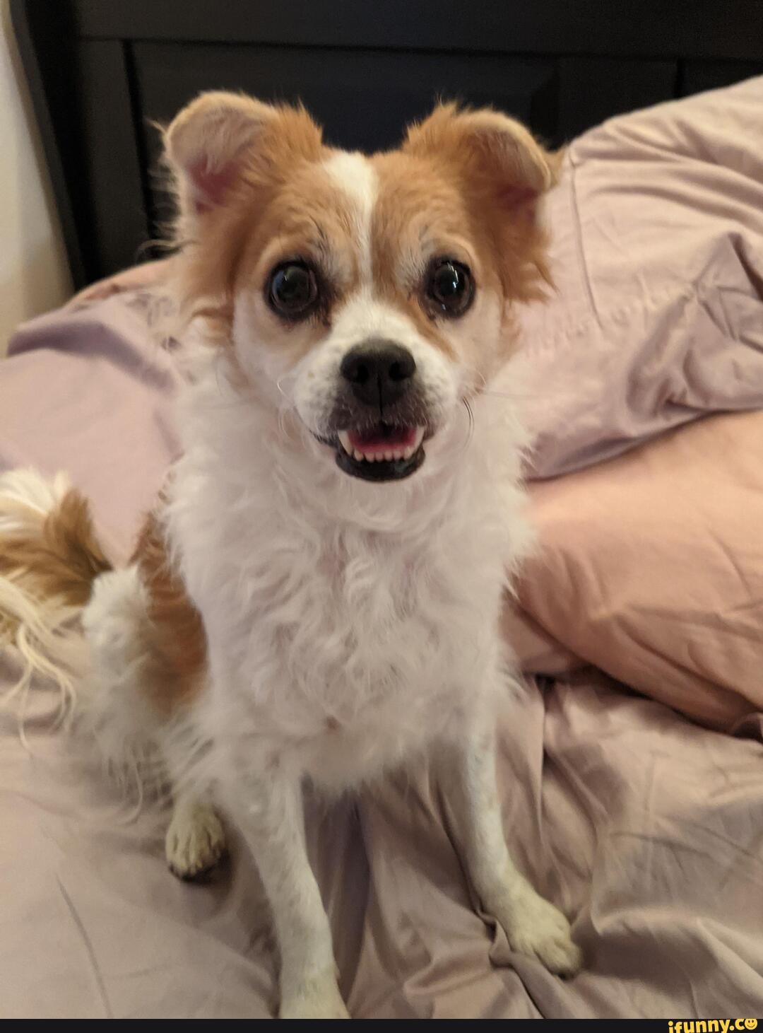 Macrodosing memes. Best Collection of funny Macrodosing pictures on iFunny