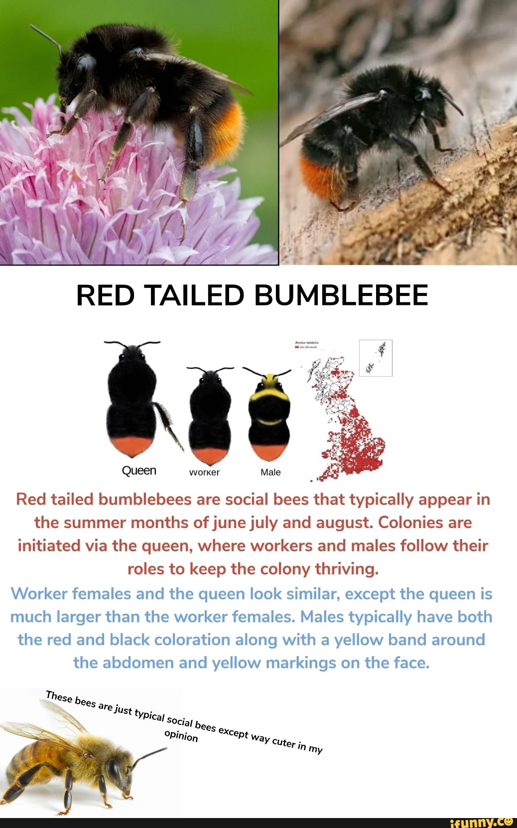 Red tailed bumblebees are social bees that typically appear in the ...