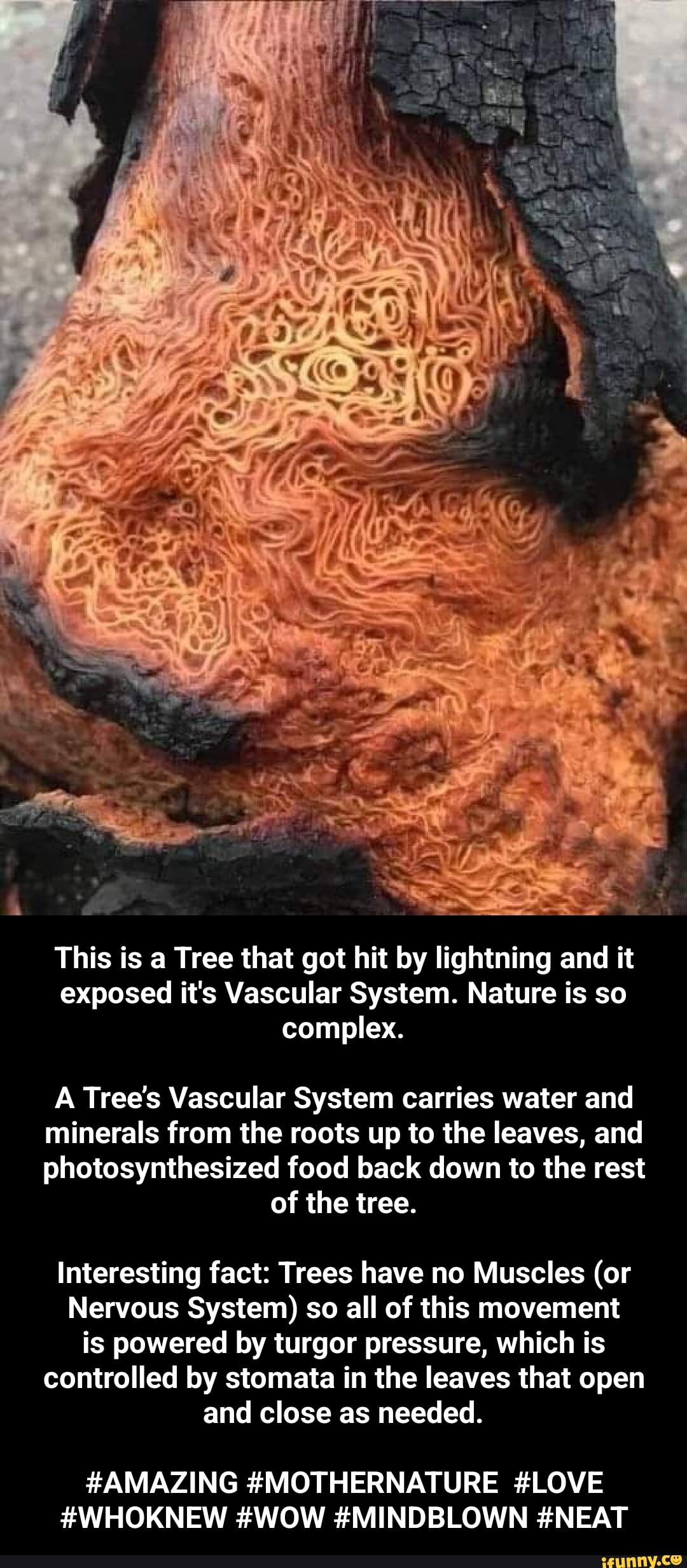 Vascular memes. Best Collection of funny Vascular pictures on iFunny