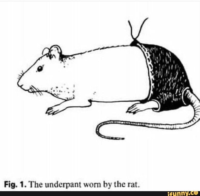 Fig. 1. The underpant worn by the rat. - iFunny
