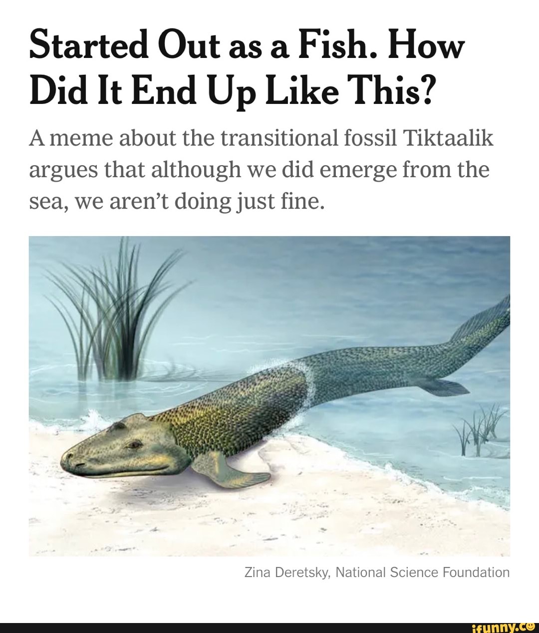 Started Out as a Fish. How Did It End Up Like This? A meme about the ...