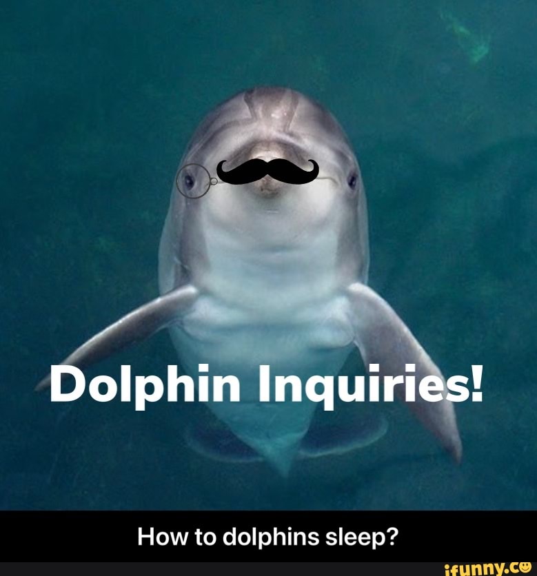 Dolphininquiries memes. Best Collection of funny Dolphininquiries ...