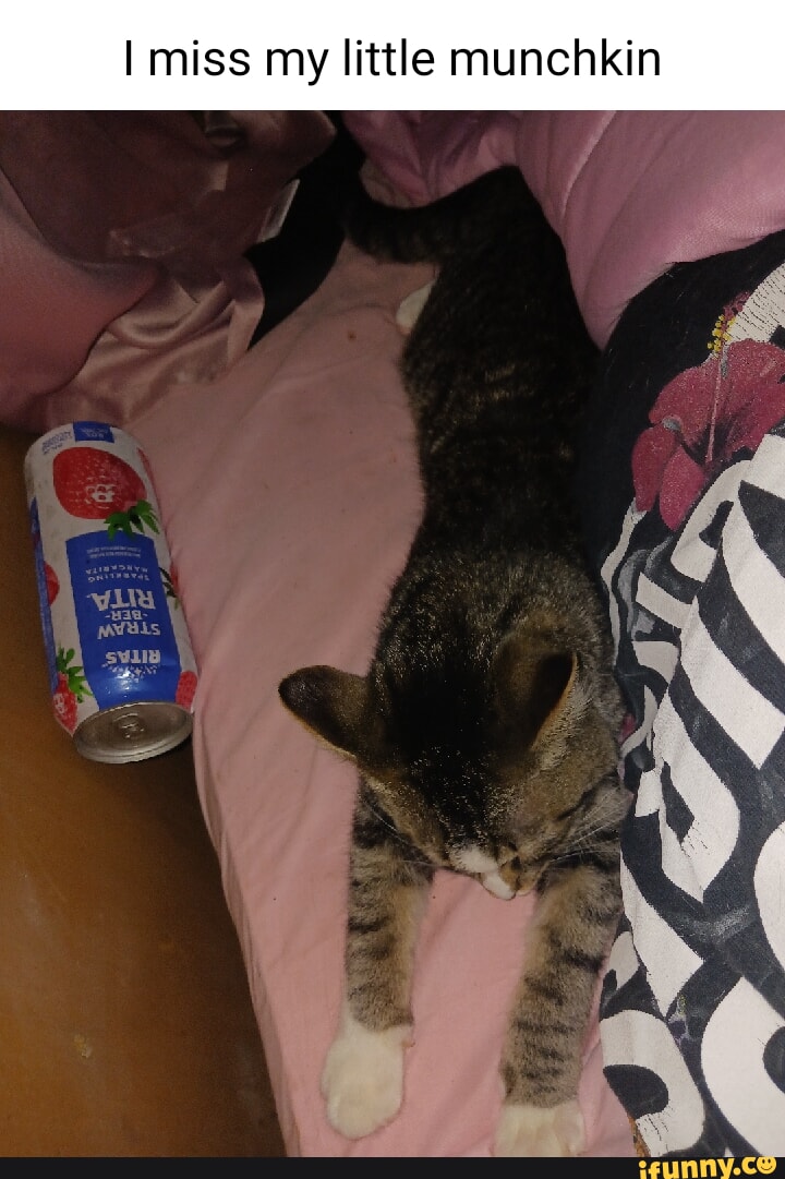 Munchkin memes. Best Collection of funny Munchkin pictures on iFunny