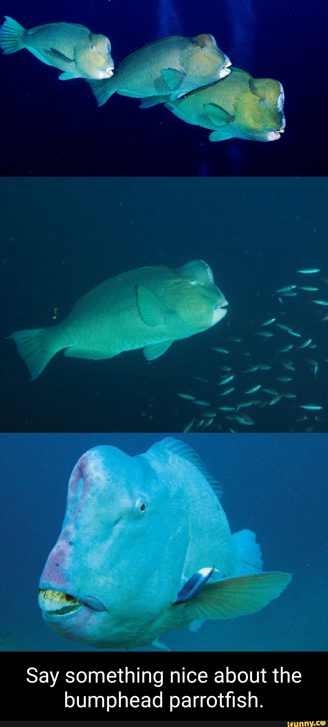 Parrotfish memes. Best Collection of funny Parrotfish pictures on iFunny