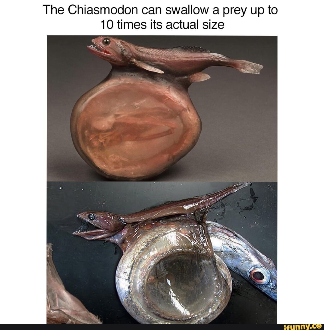 Chiasmodon memes. Best Collection of funny Chiasmodon pictures on iFunny