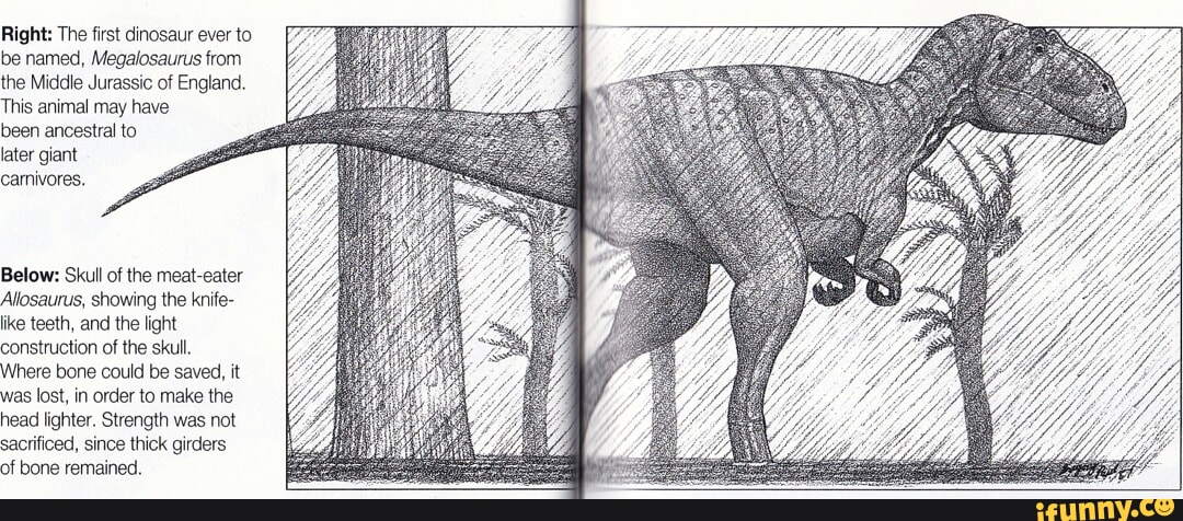 Right: The first dinosaur ever to be named, Megalosaurus from the ...