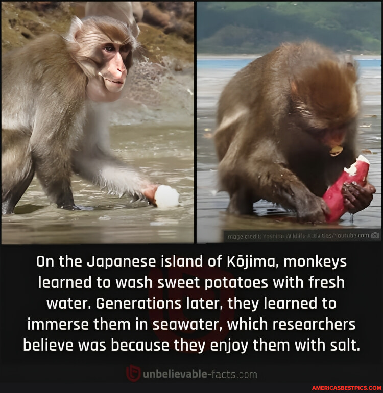 N/A - On the Japanese island of Kdjima, monkeys learned to wash sweet ...