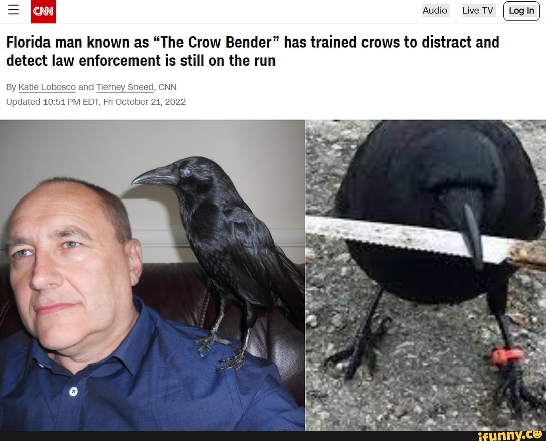Audio Live TV Log in Florida man known as "The Crow Bender" has trained ...