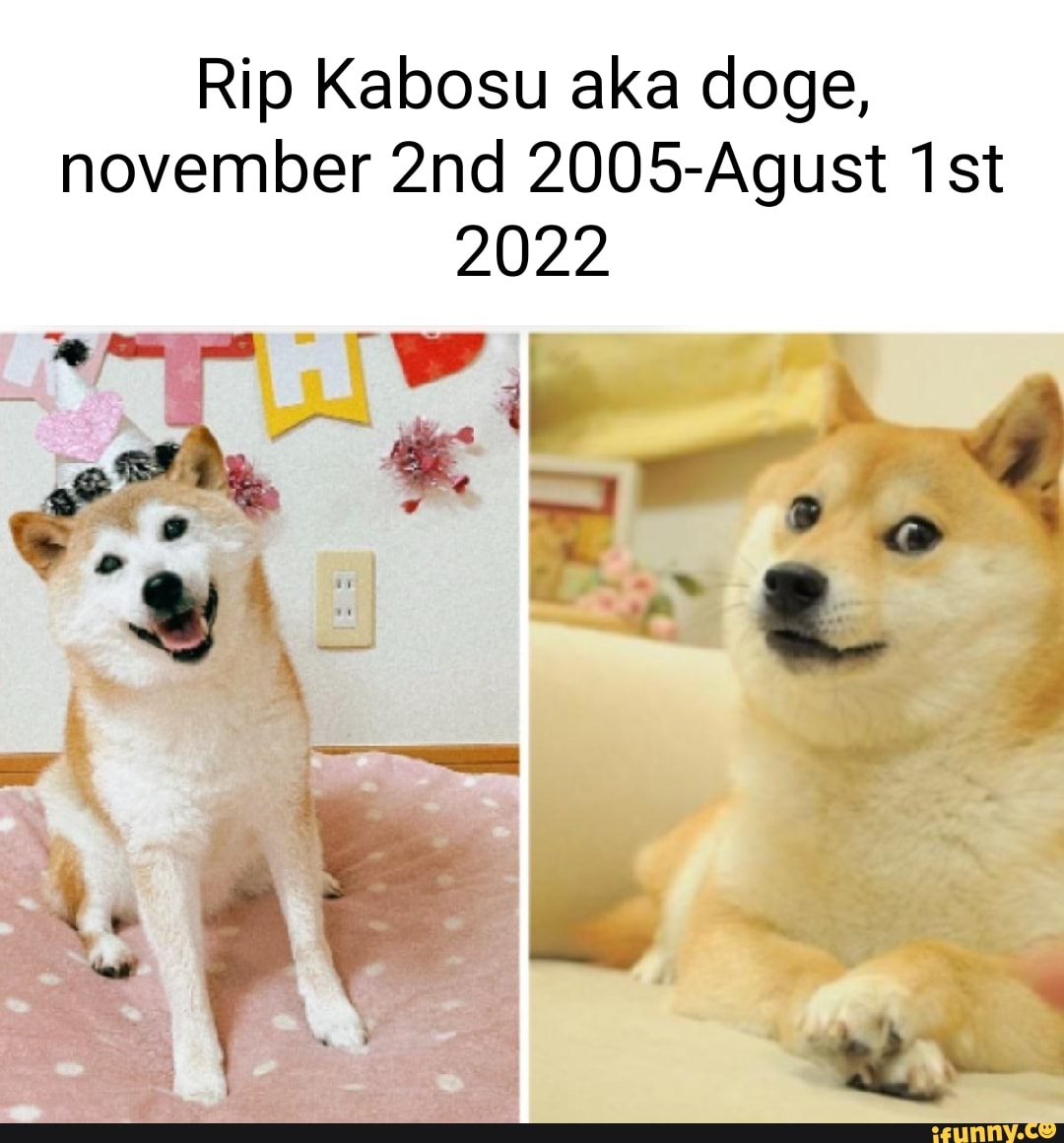 Rip Kabosu aka doge, november 2005-Agust 2022 - iFunny