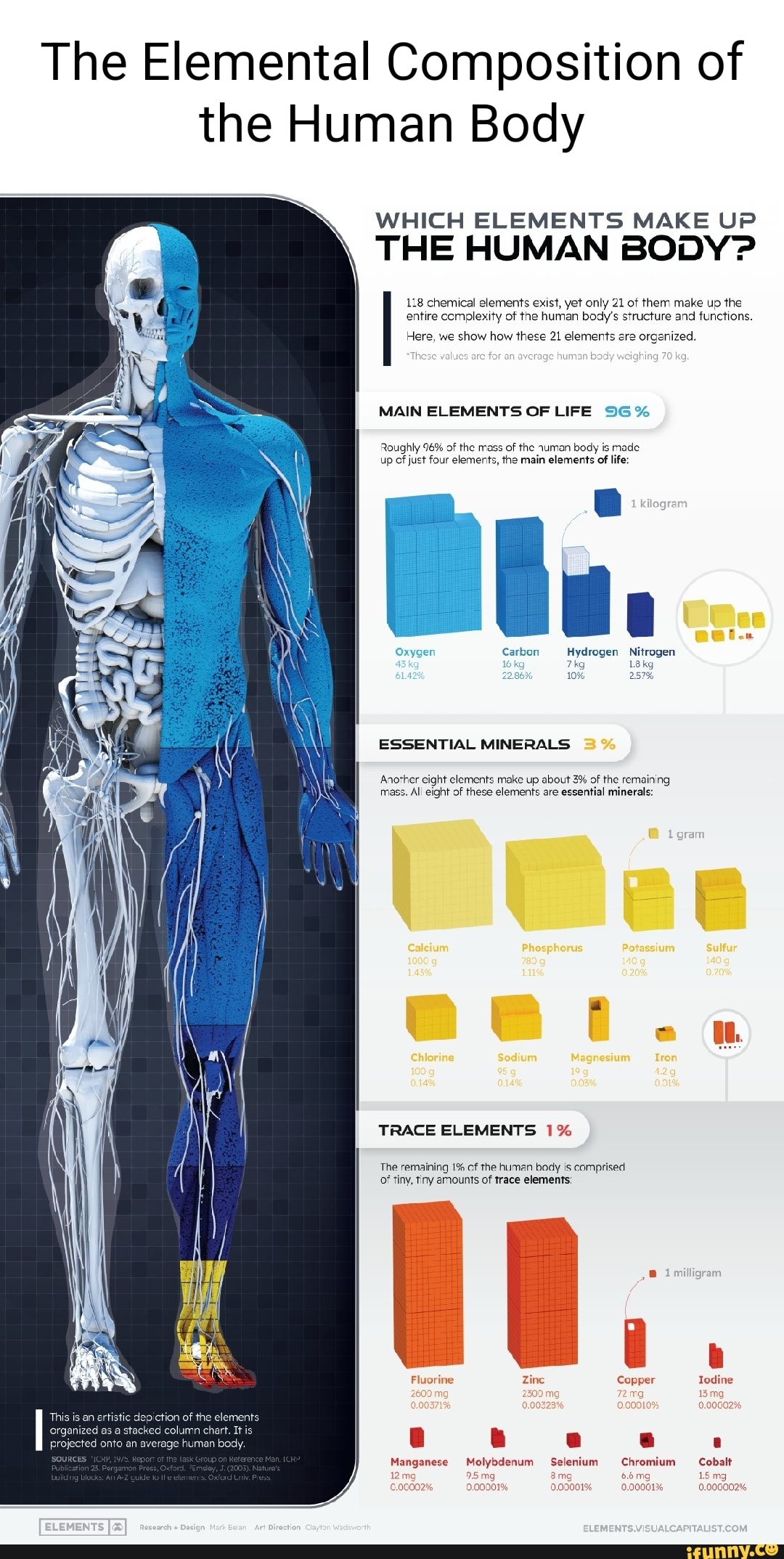 The Elemental Composition of the Human Body WHICH ELEMENTS MAKE UP THE ...