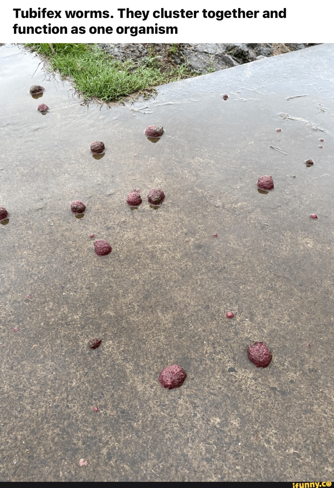 Tubifex worms. They cluster together and function as one organism - iFunny