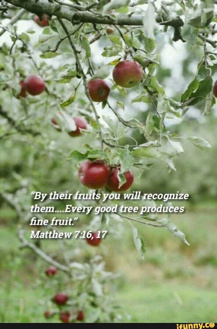 AN "By their fruits you will recognize them... good tree produces fine ...