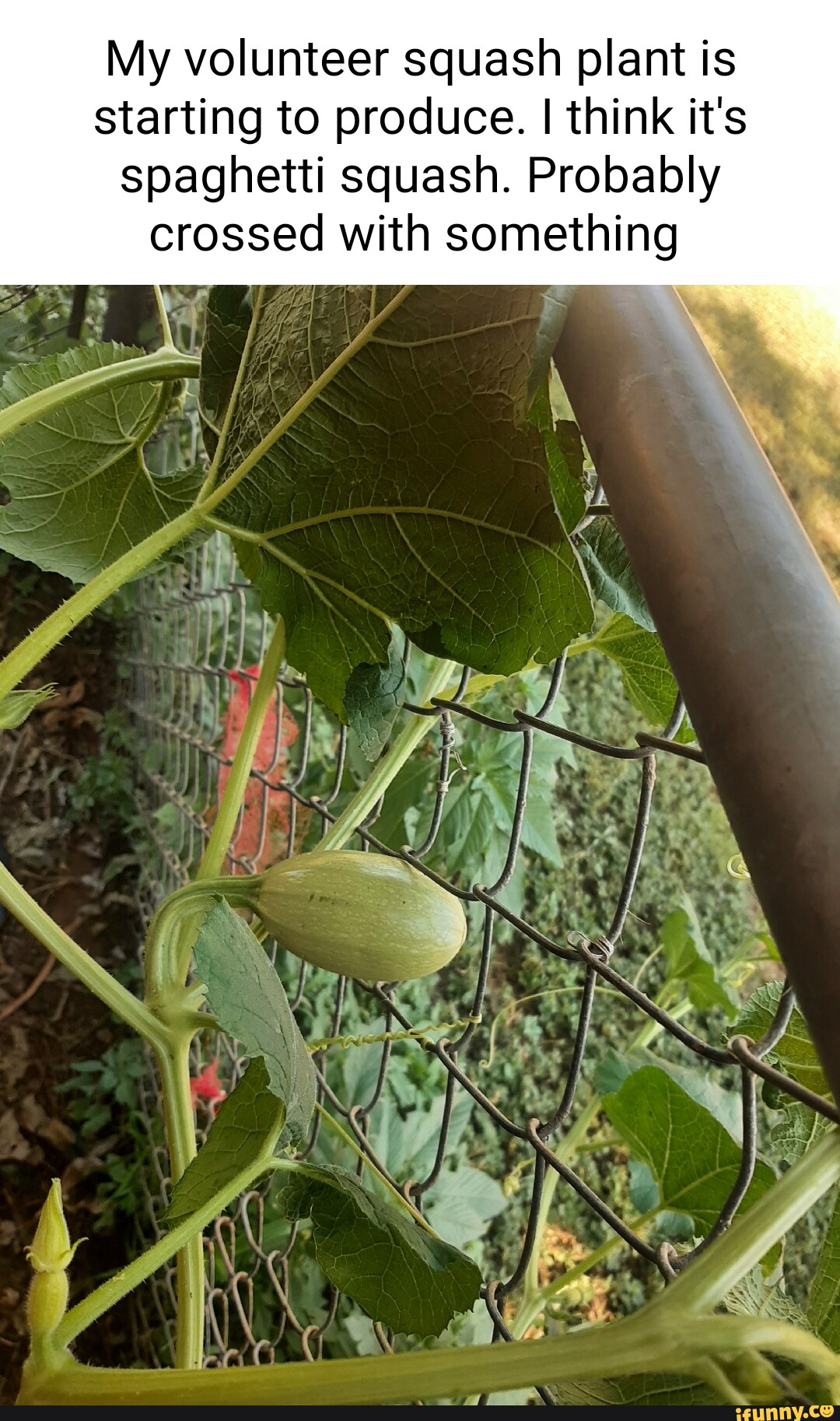 Squash memes. Best Collection of funny Squash pictures on iFunny