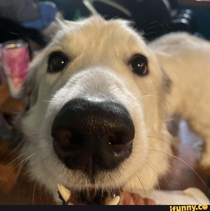 Snaggletooth memes. Best Collection of funny Snaggletooth pictures on ...