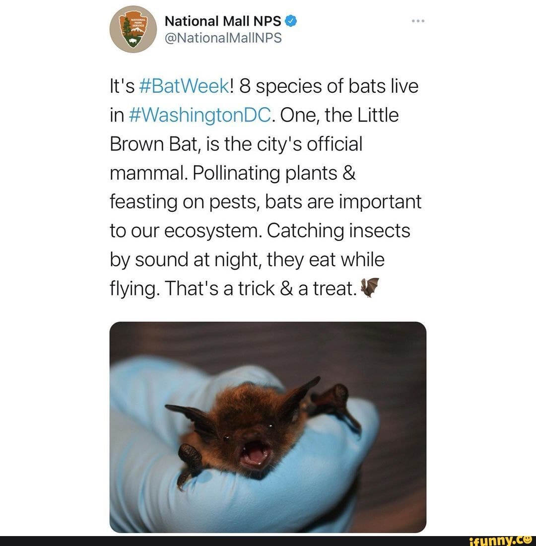 National Mall NPS @ @NationalMallINPS It's #BatWeek! 8 species of bats ...