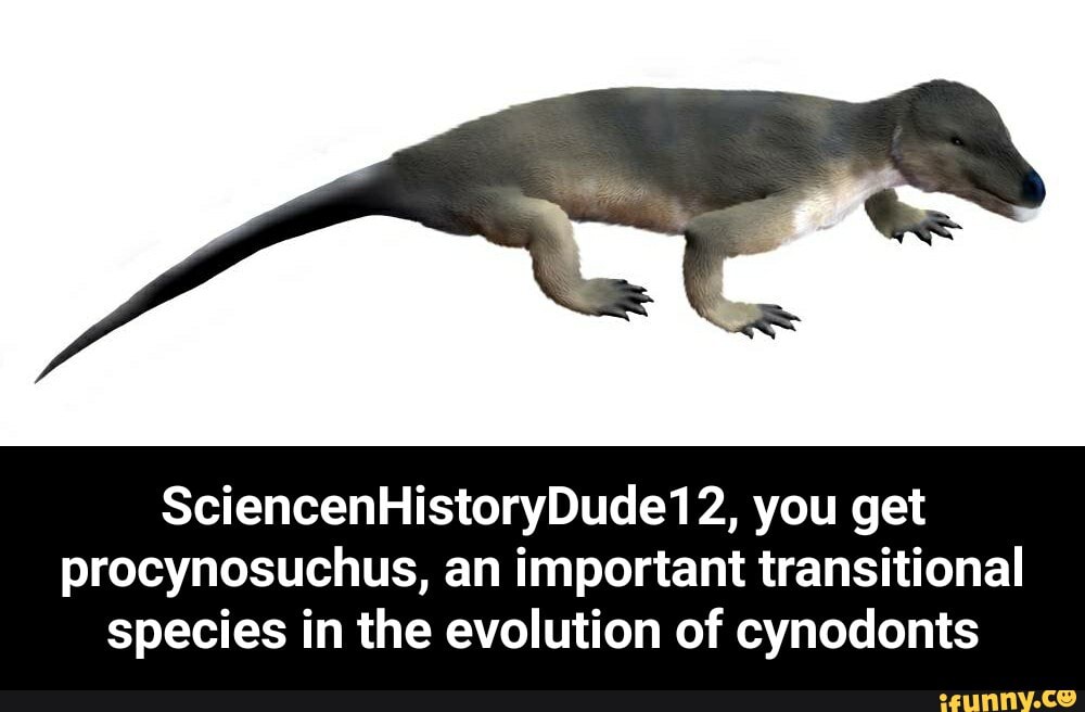 Procynosuchus memes. Best Collection of funny Procynosuchus pictures on ...