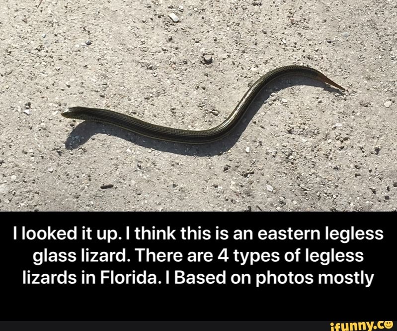 I looked it up. I think this is an eastern Iegless glass Iizard. There ...