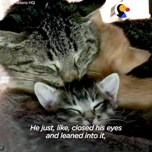 Grumpy cat LOVES being Grandpa to Foster Kittens - )