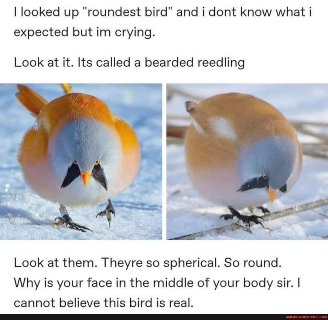 I looked up "roundest bird" and i dont know what i expected but im ...