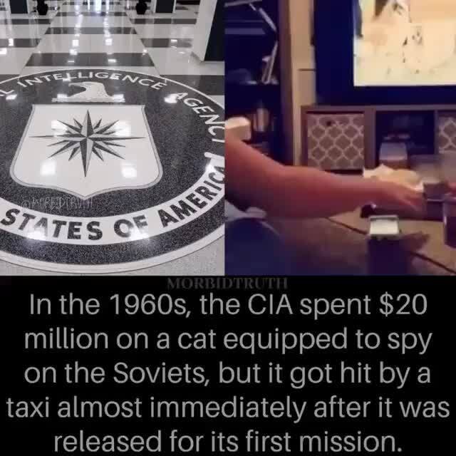In the 1960s, the CIA spent $20 million on a cat equipped to spy on the ...