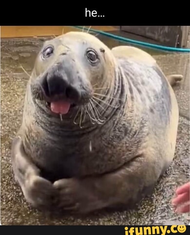 Seals memes. Best Collection of funny Seals pictures on iFunny