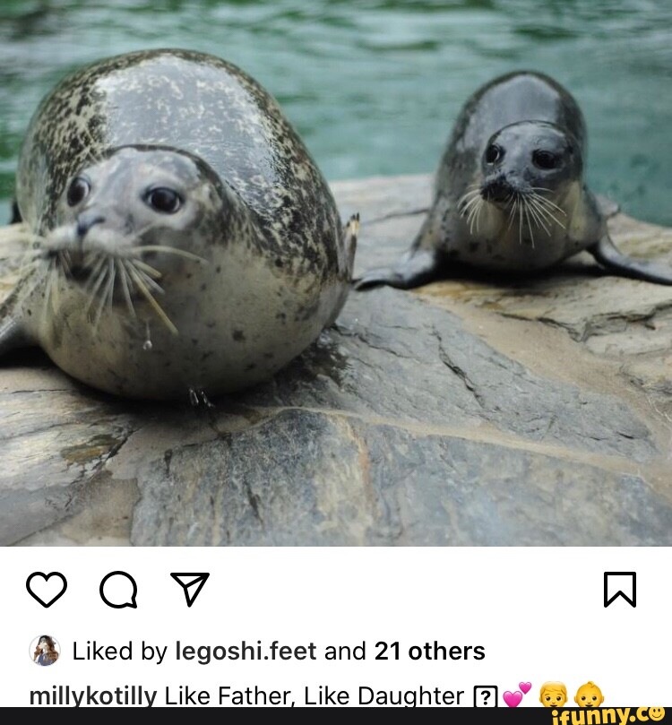 Legoshi memes. Best Collection of funny Legoshi pictures on iFunny