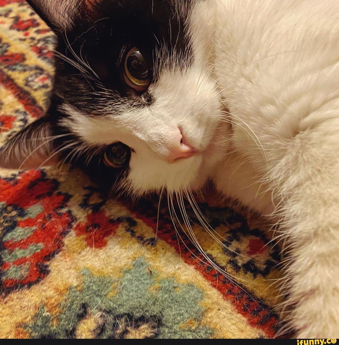 Piku memes. Best Collection of funny Piku pictures on iFunny