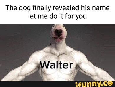 The dog finally revealed his name let me do it for you - iFunny