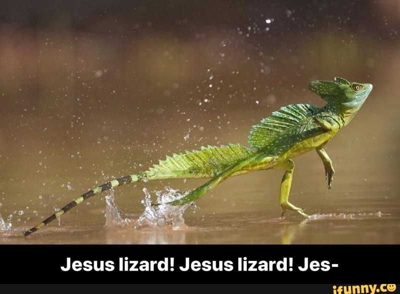 Jesus lizard! Jesus lizard! Jes- - Jesus lizard! Jesus lizard! Jes ...