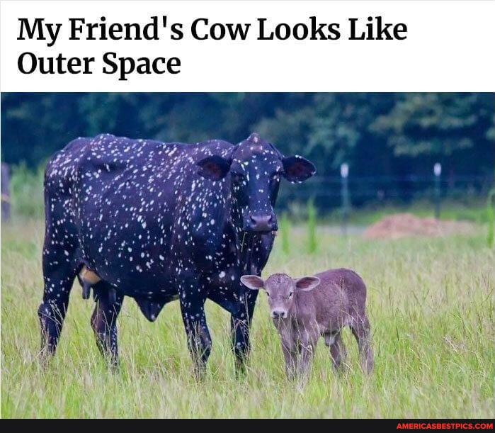 N/A - My Friend's Cow Looks Like Outer Space - America’s best pics and ...