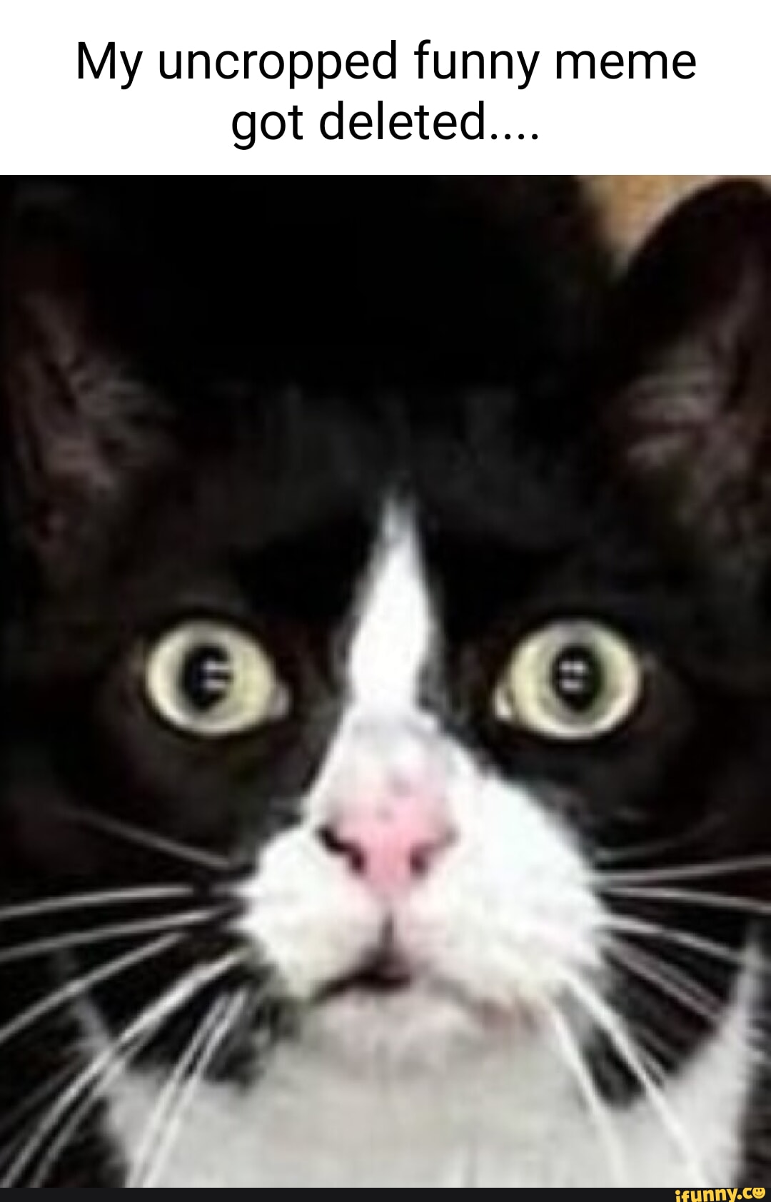 Uncropped memes. Best Collection of funny Uncropped pictures on iFunny