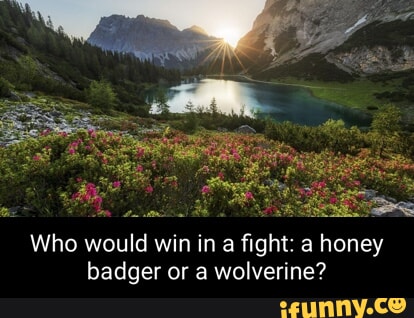 Who would win in a fight: honey badger or a wolverine? - iFunny