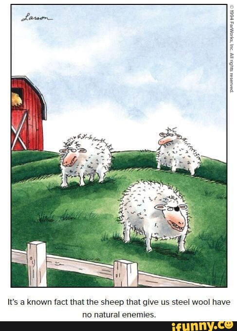 It's a known fact that the sheep that give us steel wool have no ...