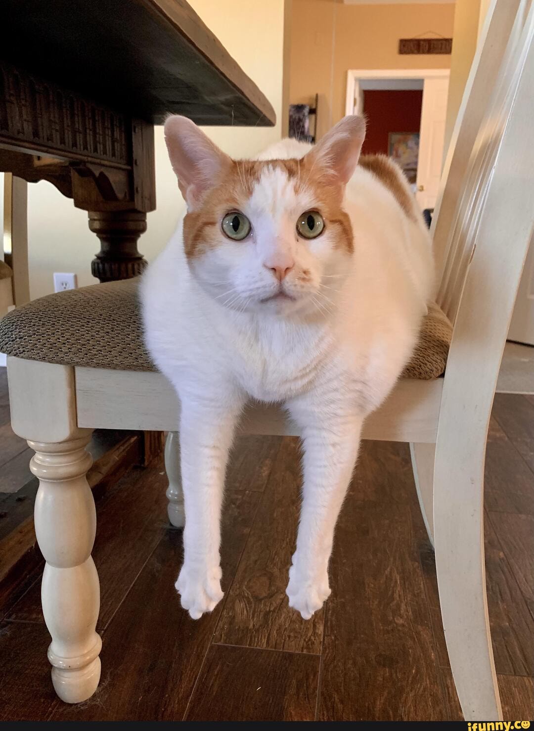 Chubbs memes. Best Collection of funny Chubbs pictures on iFunny