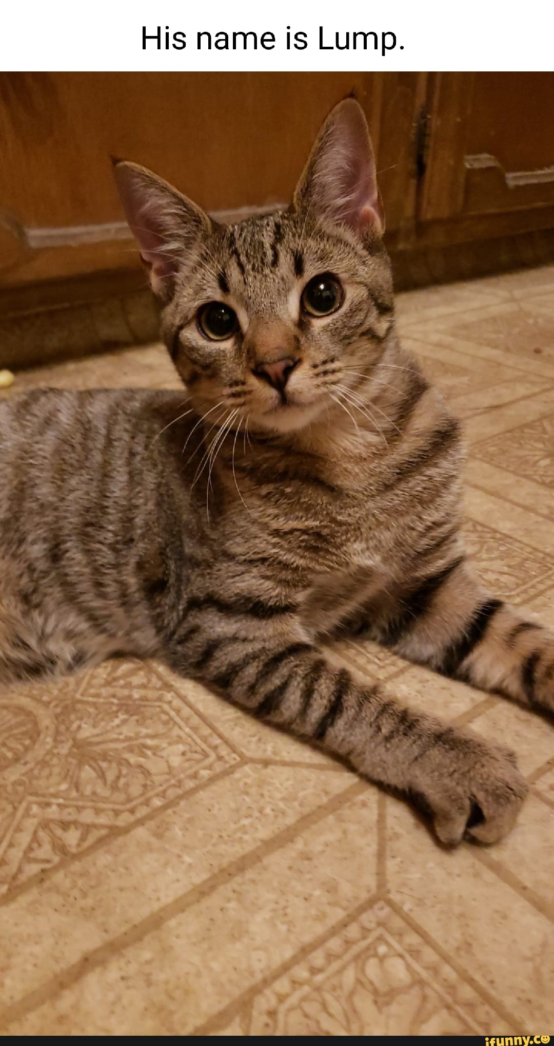 Lump memes. Best Collection of funny Lump pictures on iFunny